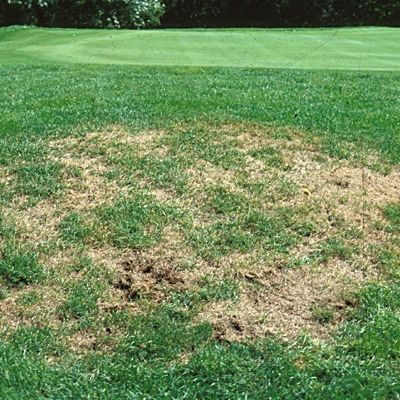 Grub Control - Green Meadows - Green Meadows